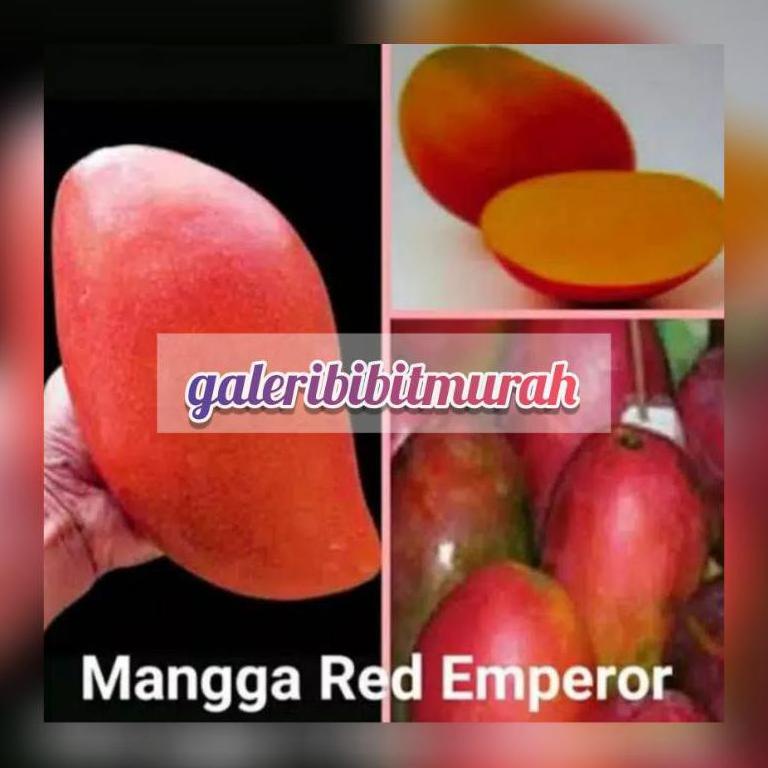 Jual BIBIT MANGGA RED EMPEROR JUMBO (OKULASI) | Shopee Indonesia