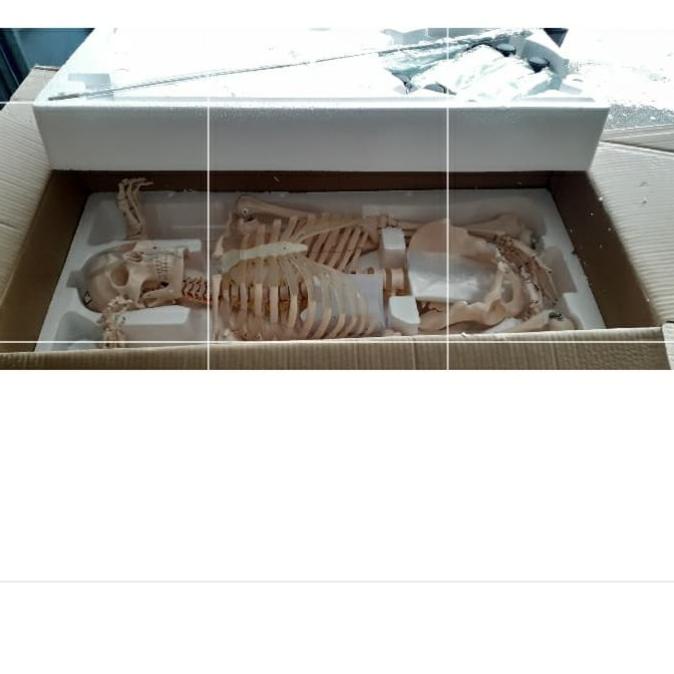 Jual Model Kerangka Manusia Alat Peraga Kerangka | Shopee Indonesia Jual Model Kerangka Manusia Alat Peraga Kerangka | Shopee Indonesia
