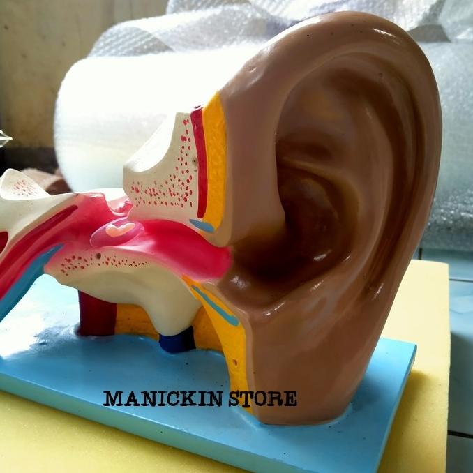 Jual Alat Peraga || Telinga Anatomi|Manickin|Model Telinga|Phantom ...