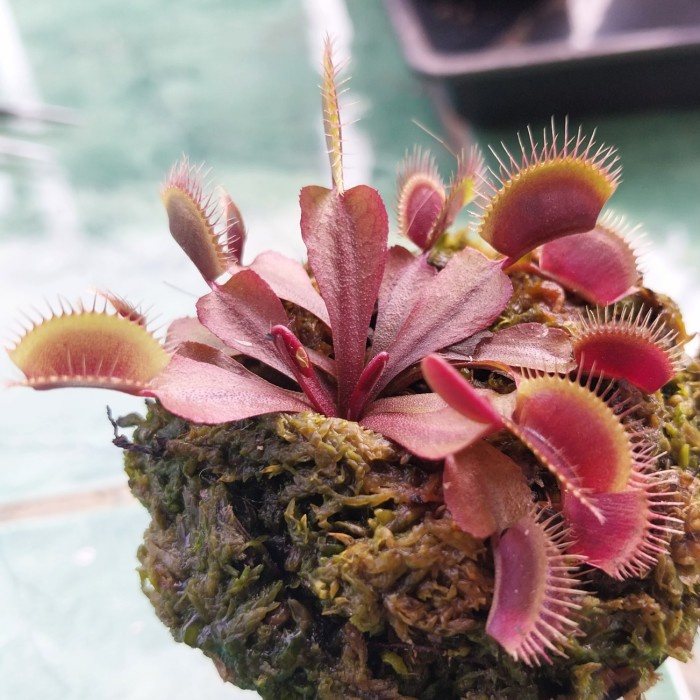 Jual MUST HAVE!! TANAMAN HIAS MINI VENUS FLYTRAP AKAI RYU A.K.A RED ...
