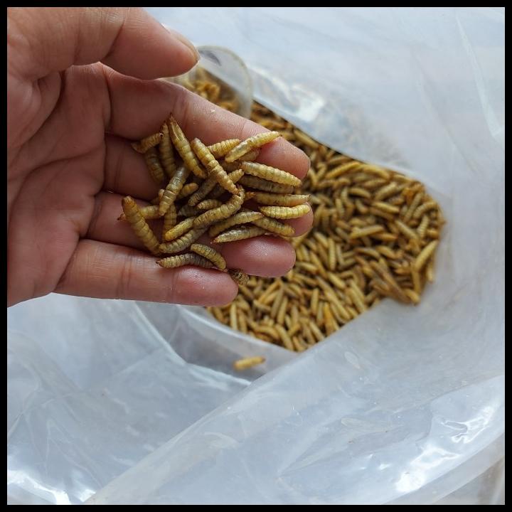 Jual Pakan Maggot Magot Bsf 1Kg Untuk Badan Bulky Dan Warna Putih Koi ...
