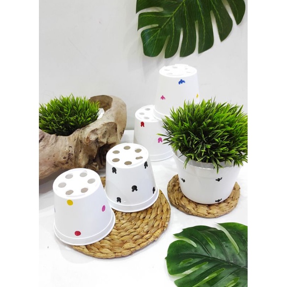 Jual pot pola ukuran 8cm & 10cm | Shopee Indonesia