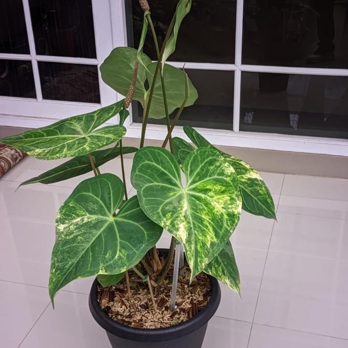 Jual MUST HAVE!! TANAMAN HIAS ANTHURIUM SWEET LOVE VARIEGATA NON COD ...
