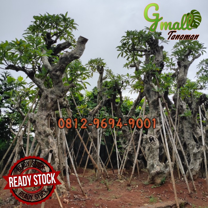 Jual DISKON SPESIAL POHON KAMBOJA FOSIL BERKARAKTER/TANAMAN KAMBOJA BALI BESAR/KAMBOJA TUA ...