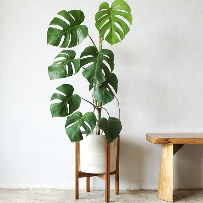Jual MONSTERA + Concrete Pot 28 JATI Standing | Pot Tanaman Hias Indoor ...