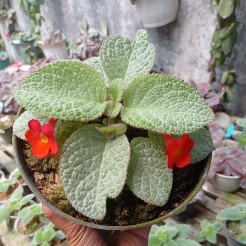 Jual Episcia Bamega (Hybrid) bunga orange gradasi | Shopee Indonesia