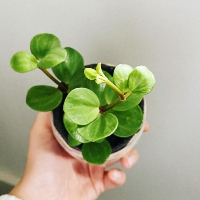 Jual Ready Tanaman Hias Peperomia Hope Mini Pot 10 cm | Shopee Indonesia
