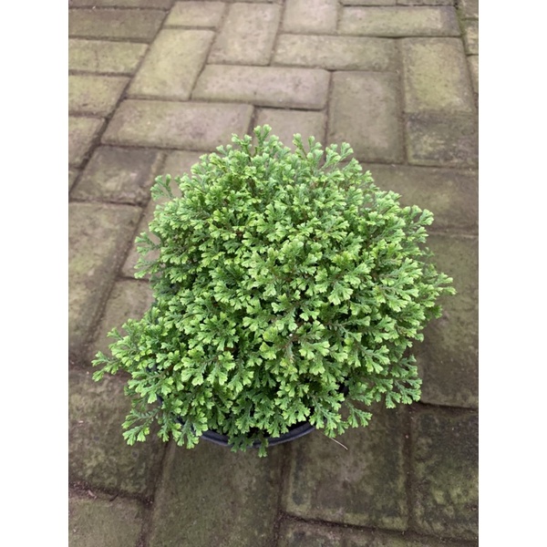 Jual Rumput papua | Shopee Indonesia