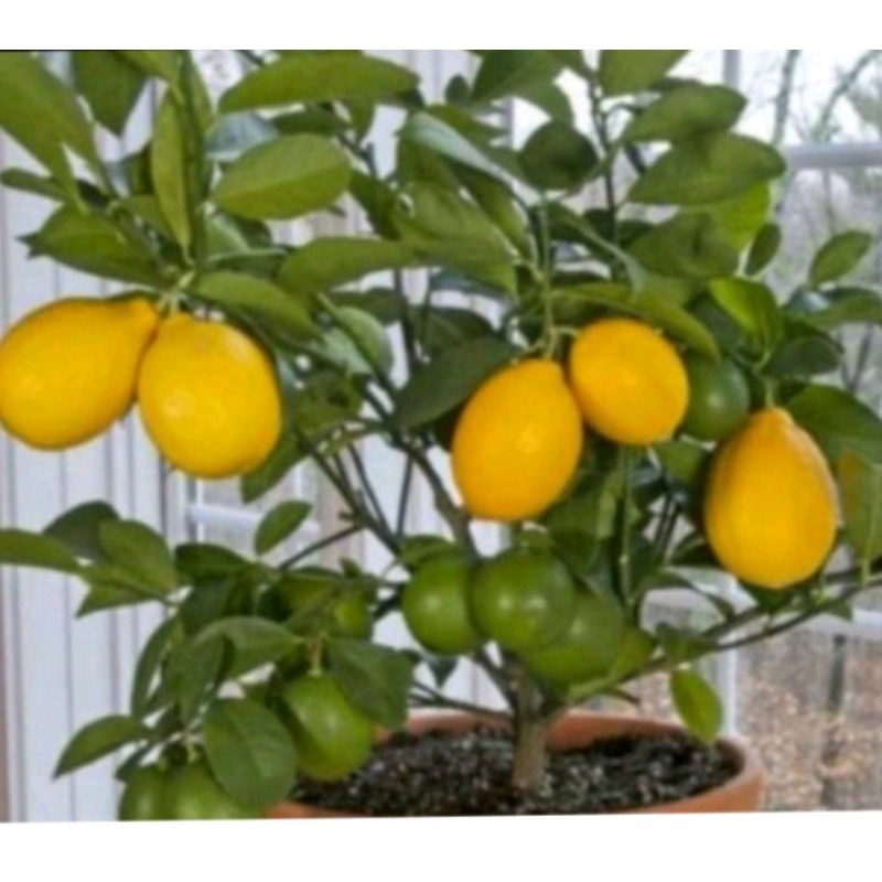 Jual BIBIT JERUK LEMON CANGKOK CEPAT BERBUAH(BISA DI TARUH POT ...