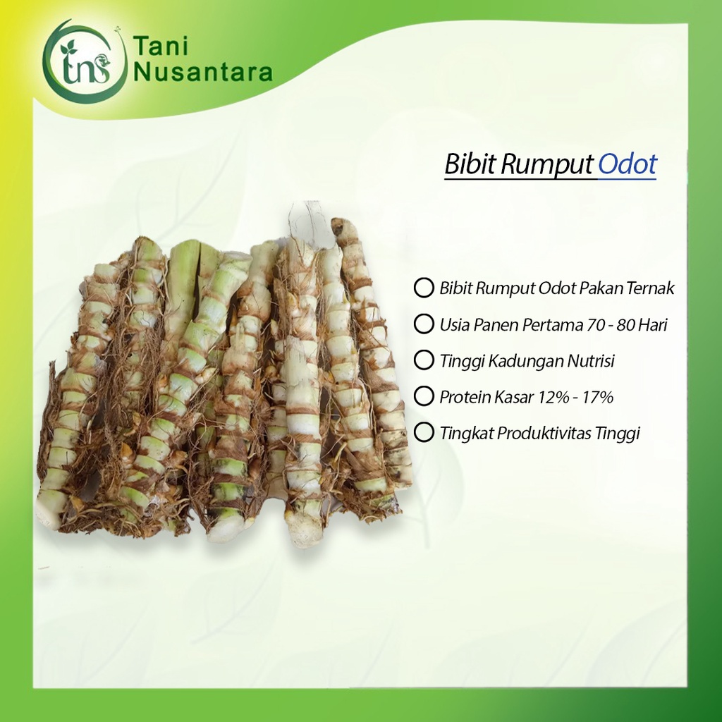 Jual Bibit Tanaman Rumput ODOT KOLONJONO RUMPUT GAJAH - Per 100 pcs ...