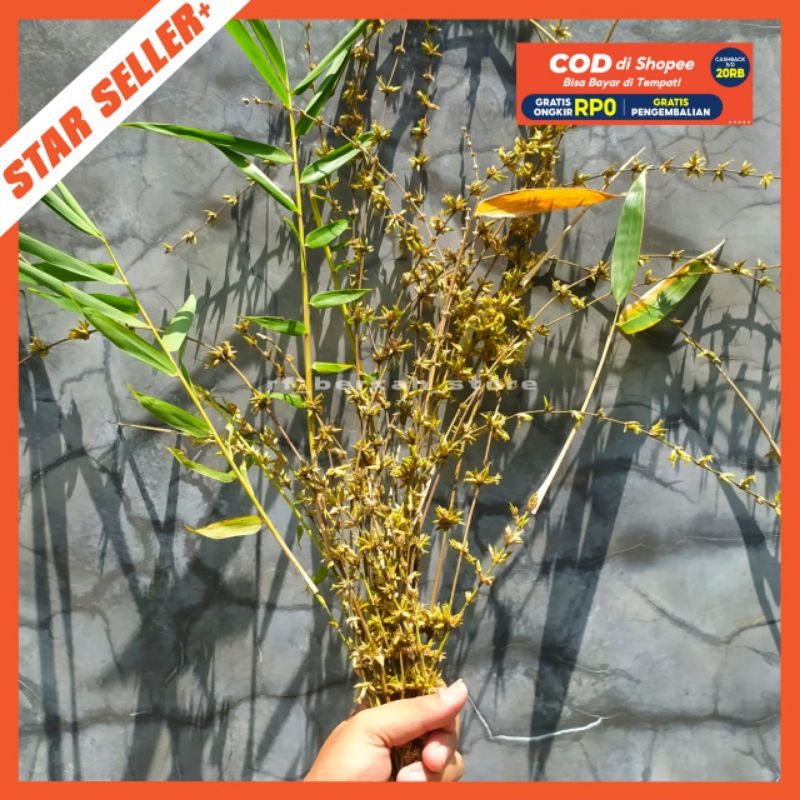 Jual Bunga bambu atau kembang pring original Bunga Bambu hoki | Shopee ...