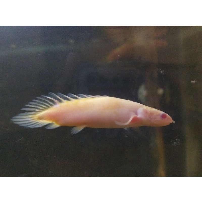 Jual Palmas Senegalus Albino Shortbody & Semi-SB (Polypterus senegalus ...