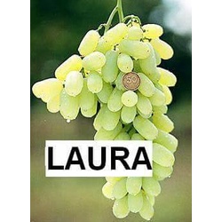 Jual Bibit Anggur Import Laura Garansi Asli Grafting Valid 100% ...