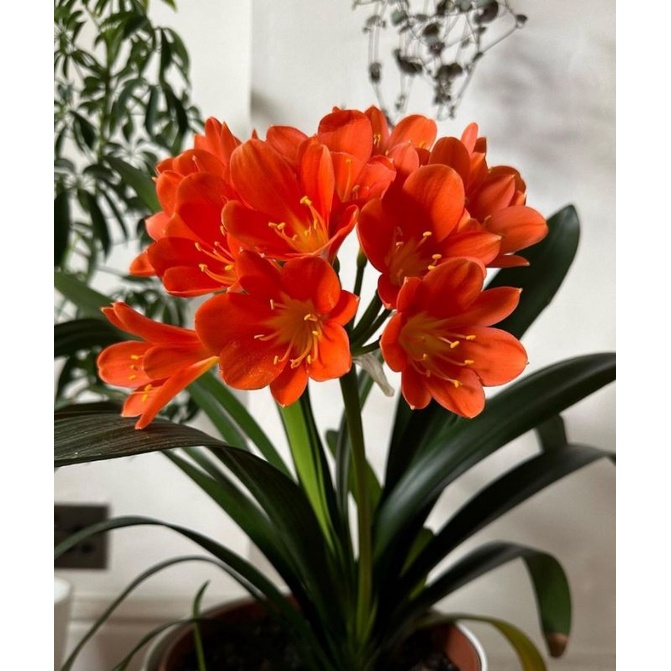 Jual BUNGA LILY CLIVIA MINIATA / NATAL LILY / LILI SEMAK | Shopee Indonesia