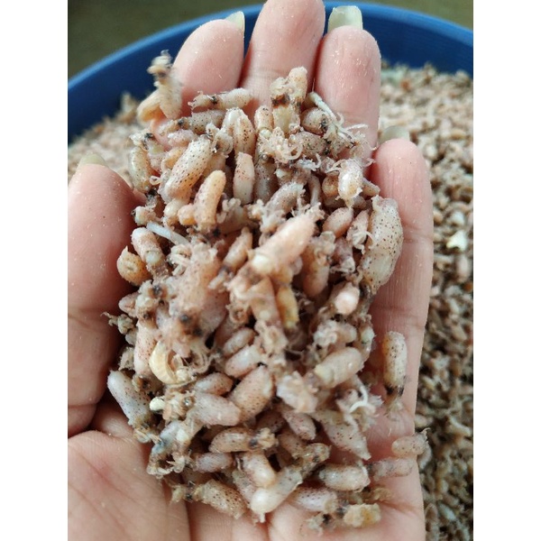 Jual BABY CUMI ORGANIK 100 GRAM | Shopee Indonesia