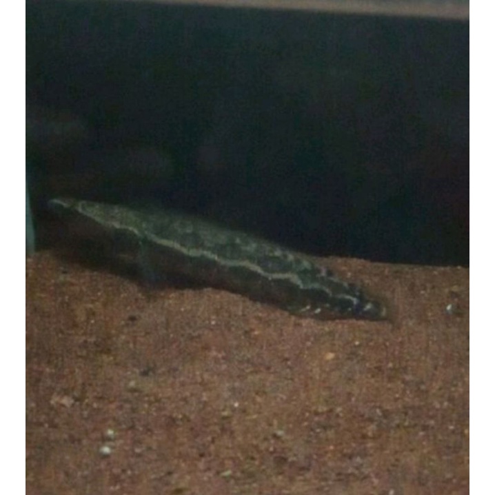 Jual bujuk kihung lucius | Shopee Indonesia