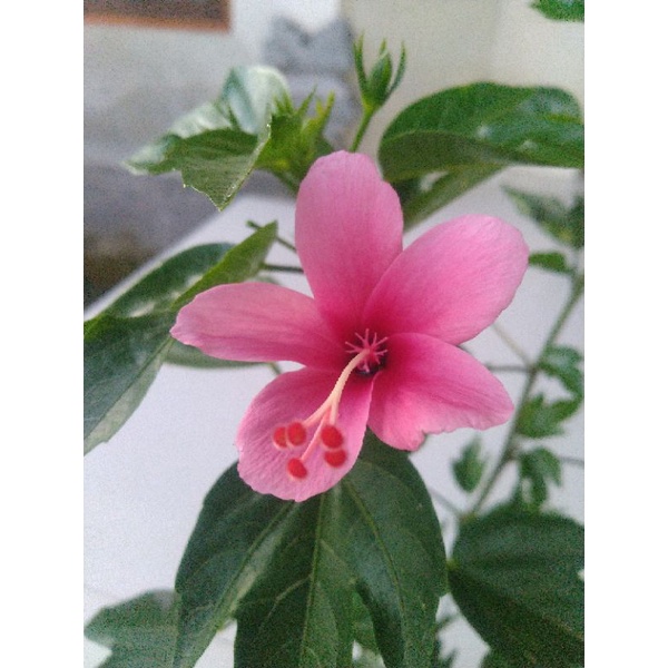 Jual Tanaman Bunga Pucuk Merah Muda Ping atau Bunga Pucuk Arjuna Warna ...