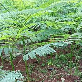 Jual Pakis Brazil Terlengkap & Harga Terbaru Juli 2024 | Shopee Indonesia