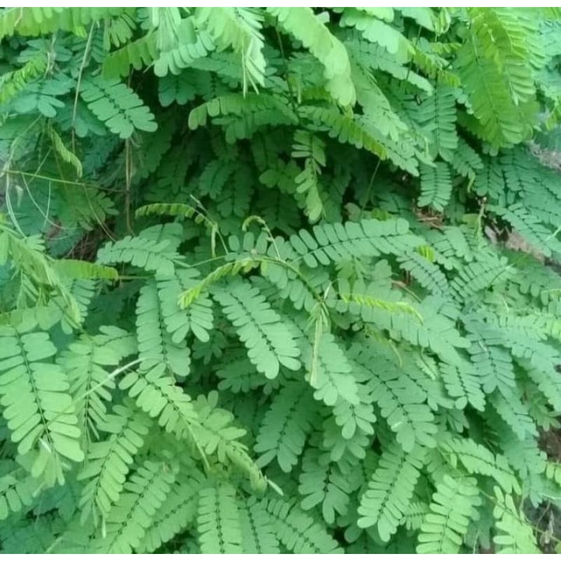 Jual Daun saga rambat saga manis segar 100 helai | Shopee Indonesia