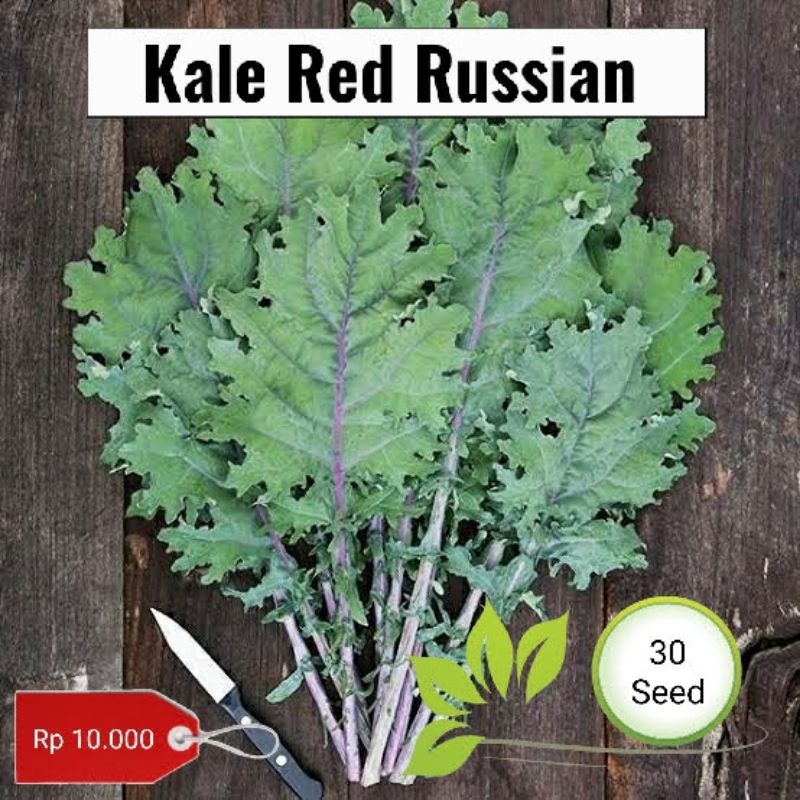 Jual Kale Red russian 30 seed ( benih biji tanaman sayuran ) | Shopee ...