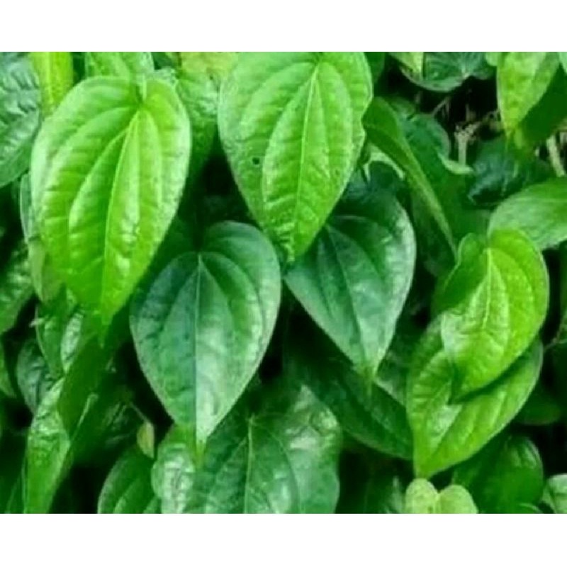 Jual Daun Sirih Temu Ros Segar ( 10 lembar ) | Shopee Indonesia