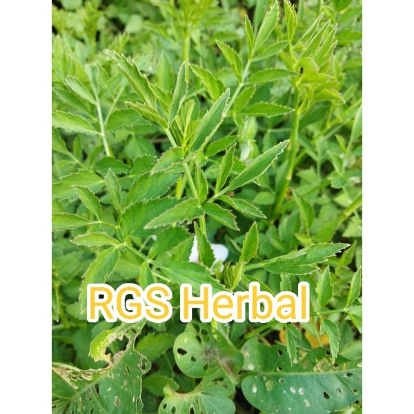 Jual Daun Tespong lalapan tespong segar 250 gram | Shopee Indonesia