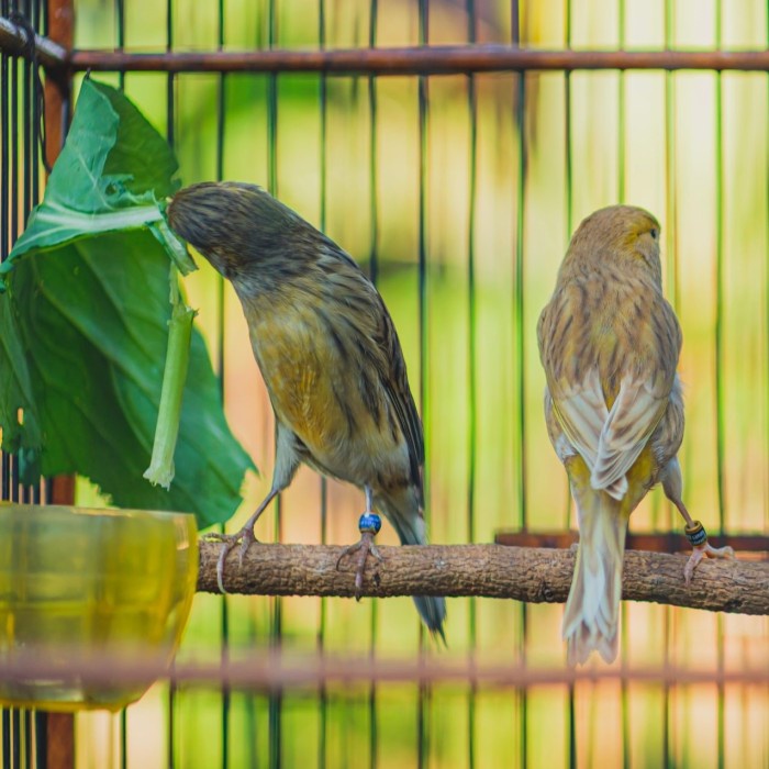 Jual Burung Kenari Loper Sepasang Warna Bon Gelap | Shopee Indonesia