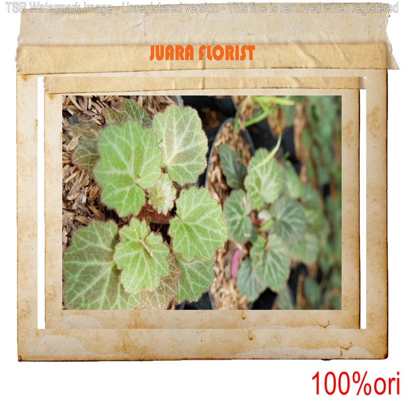 Jual Tanaman bunga taiwan beauty ungu taman - Tanaman Hias hidup ...