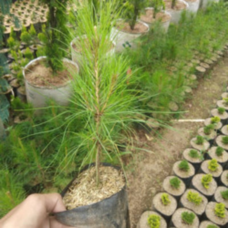 Jual BIBIT TANAMAN PINUS MERKUSII - BIBIT POHON PINUS - POHON PELINDUNG ...