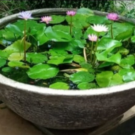 Jual PROMO!!! TANAMAN PAKET MURAH 3 TERATAI 3 WARNA+POT MINIMALIS+PASIR ...