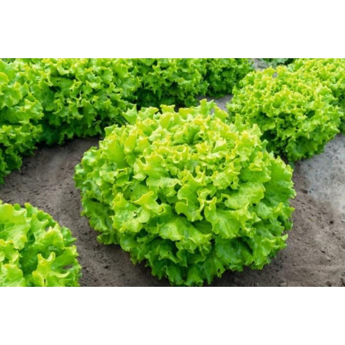 Jual Benih Bejo Seed - Selada Batavia Anizel Kemasan 1 Gr | Shopee ...