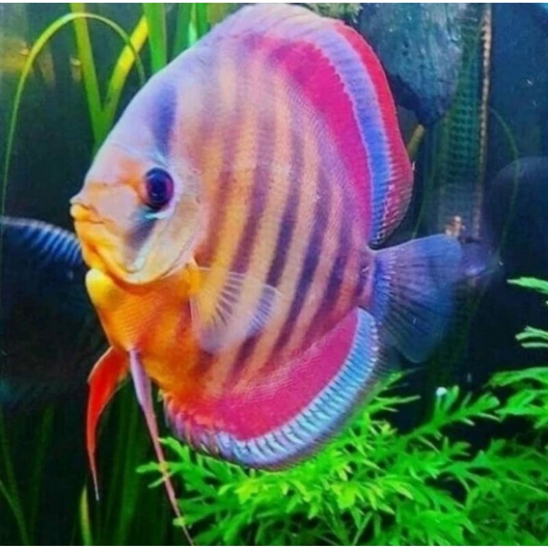 Jual Packing styrofoam ( ikan discus alenquer 1cm ) | Shopee Indonesia