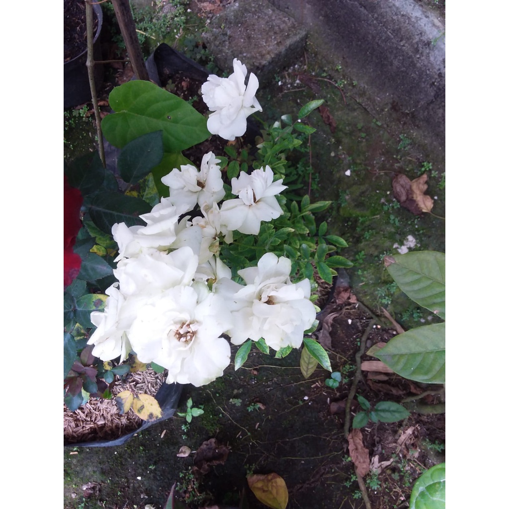 Jual Mawar Rambat-Climbing Rose | Shopee Indonesia