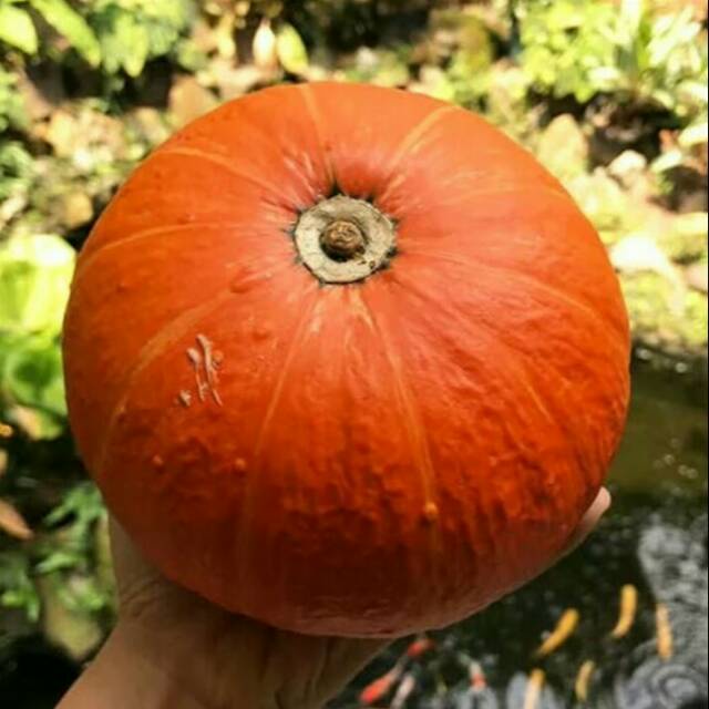 Jual 3 biji benih labu kabocha merah jepang | Shopee Indonesia