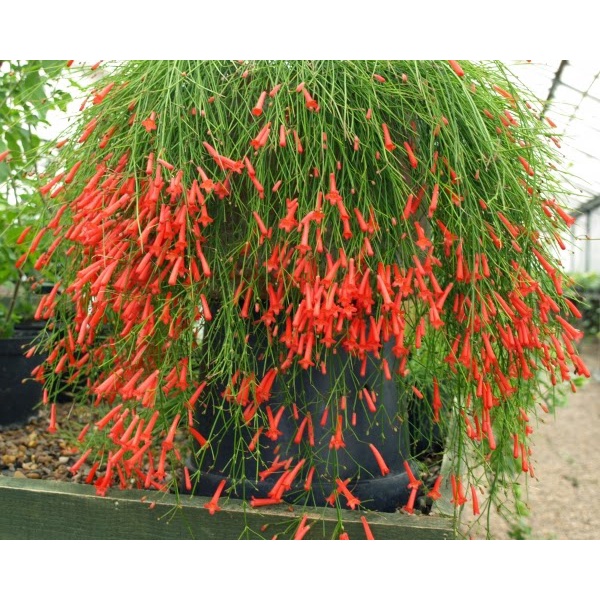 Jual Tanaman air mancur merah (Russelia equisetiformis) rimbun | Shopee ...