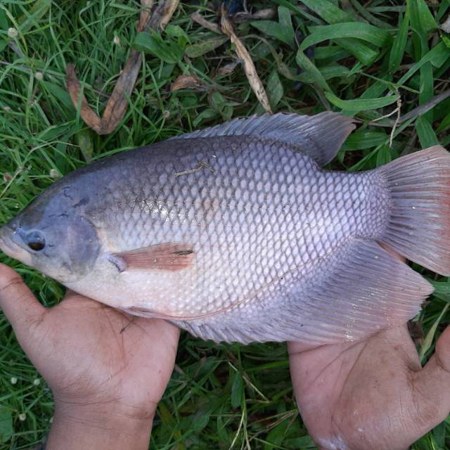 Jual ikan Gurame segar 1kg | Shopee Indonesia