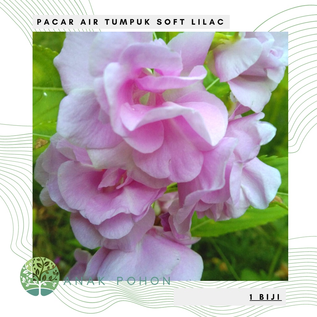 Jual Benih Bibit Biji - Bunga Pacar Air Tumpuk SOFT LILAC Rose Balsam ...
