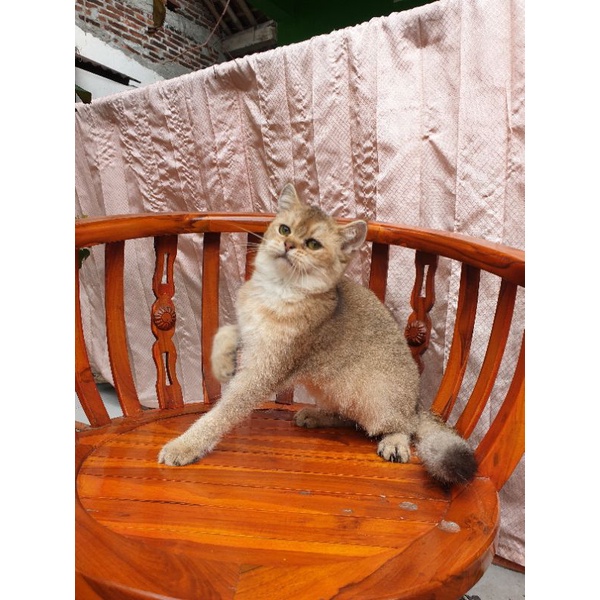 Jual british / blue / golden / bsh / scottish / scottish fold / ped ...