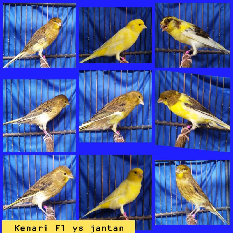Jual Burung kenari F1 ys jantan bahan prospek | Shopee Indonesia