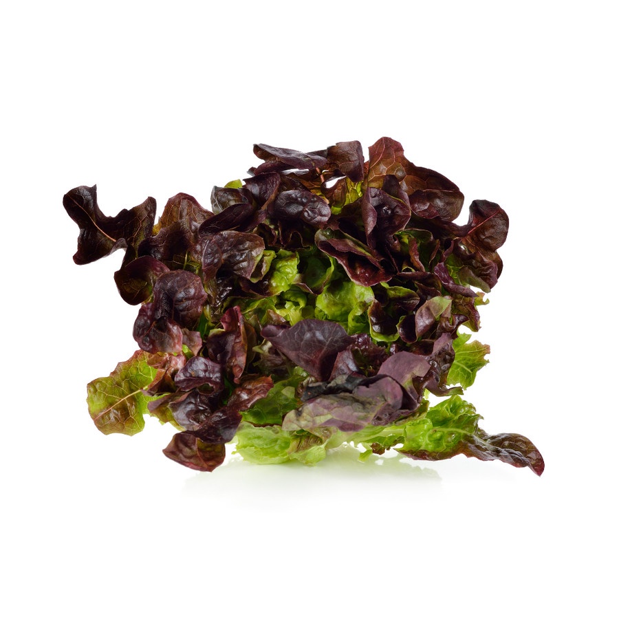 Jual Sayur Hidroponik Red Oakleaf Lettuce 250gr Salad Burger Lalapan ...