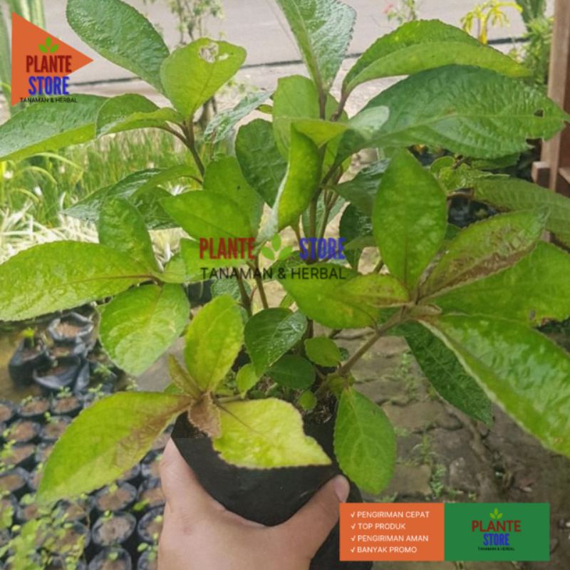 Jual TANAMAN HERBAL BIBIT TANAMAN KEJI BELING PECAH BELING OBAT HERBAL ...