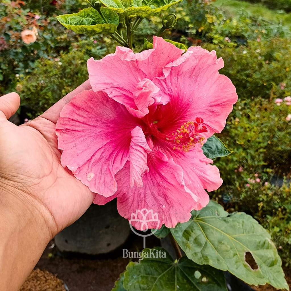 Jual BUNGA SEPATU PINK JUMBO | Shopee Indonesia