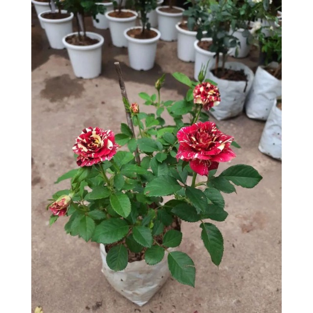 Jual TANAMAN HIDUP BUNGA MAWAR SUPER RIMBUN GRADE A (READY 10 WARNA ...