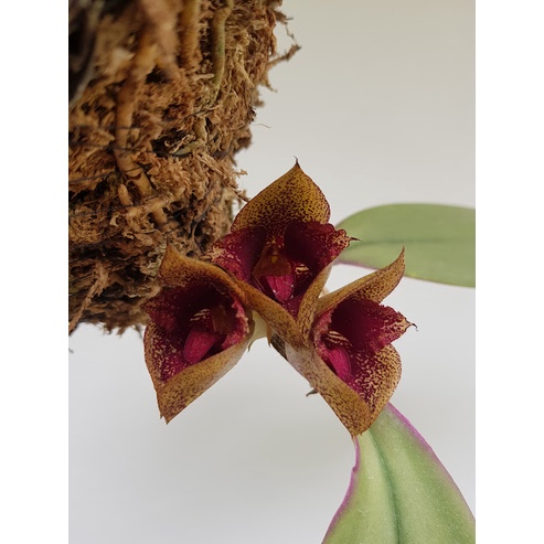 Jual Anggrek Bulbophyllum Macrobulbon (Anggrek Dasi) | Shopee Indonesia