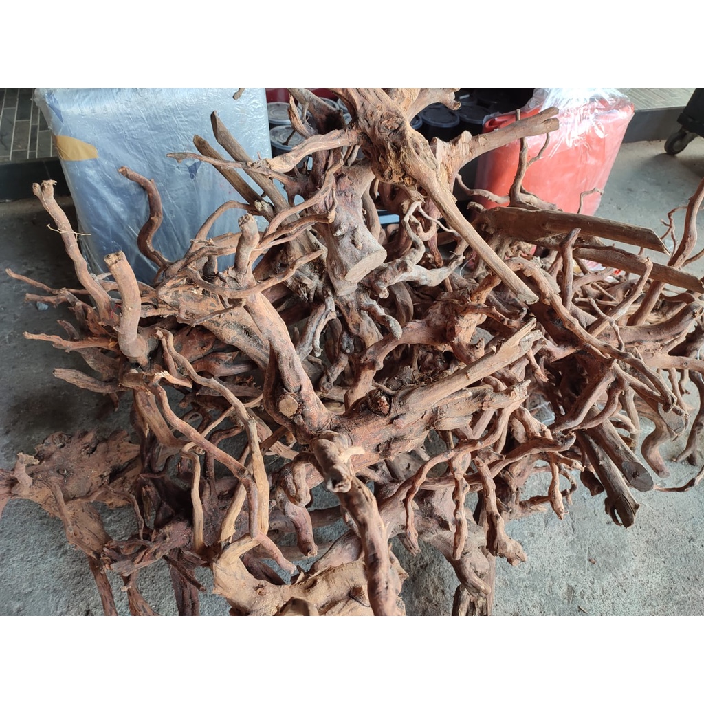 Jual Akar Rasamala - Uk S - XXL | Shopee Indonesia