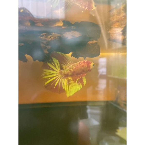 Jual Cupang kontes SNI Giant HMPK Multi / Marble Bahanan Mutasi up ...