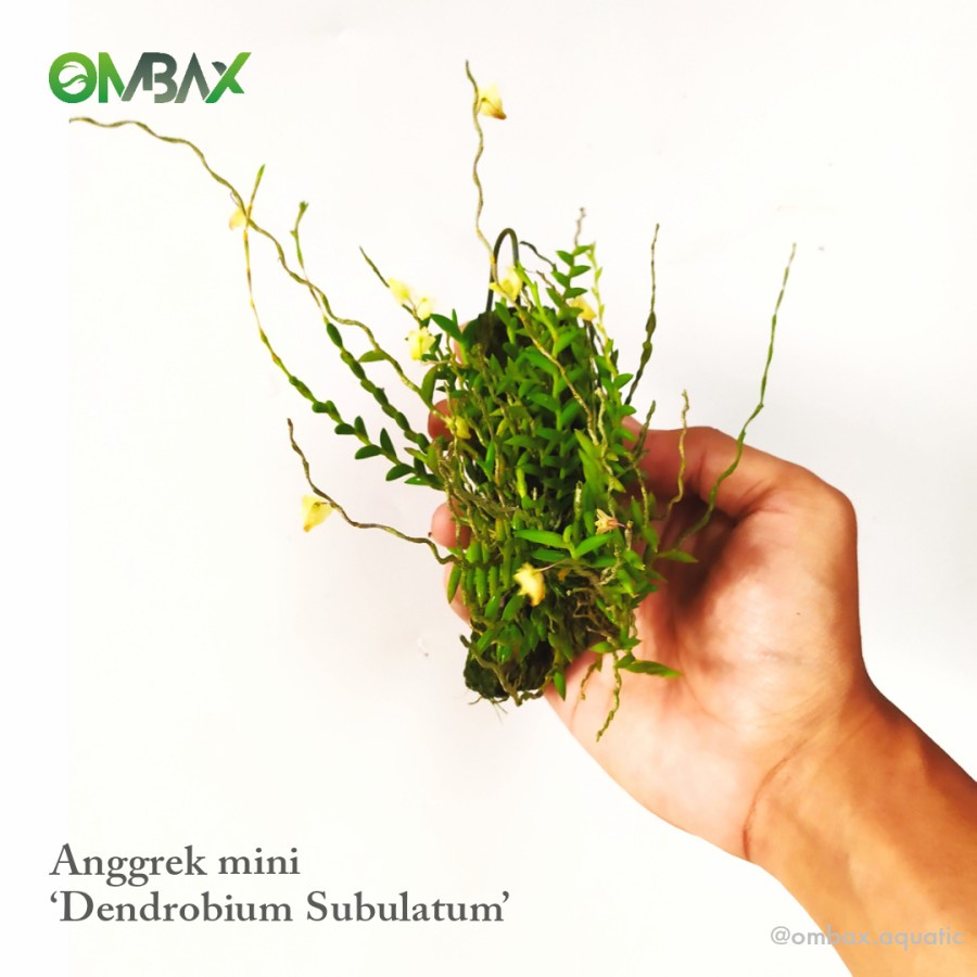 Jual Anggrek Mini 'Dendrobium Subulatum' - Tanaman Terrarium / vivarium ...