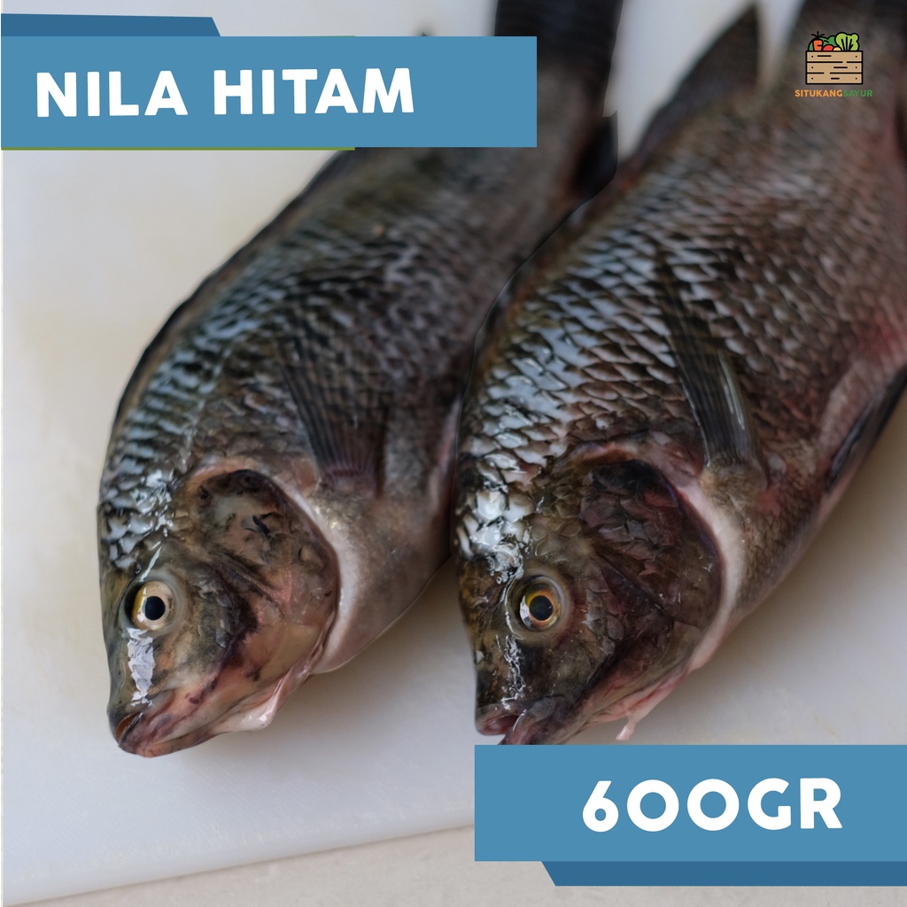 Jual Ikan Nila Hitam | ±600gr (Kota Bandung & Sekitar) | Shopee Indonesia