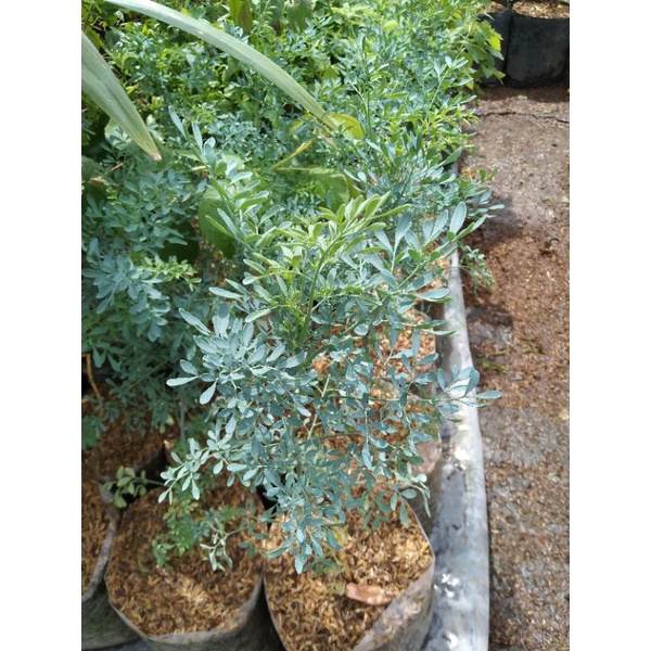 Jual DAUN INGGU / TANAMAN REMPAH PENURUN DEMAM PANAS | Shopee Indonesia