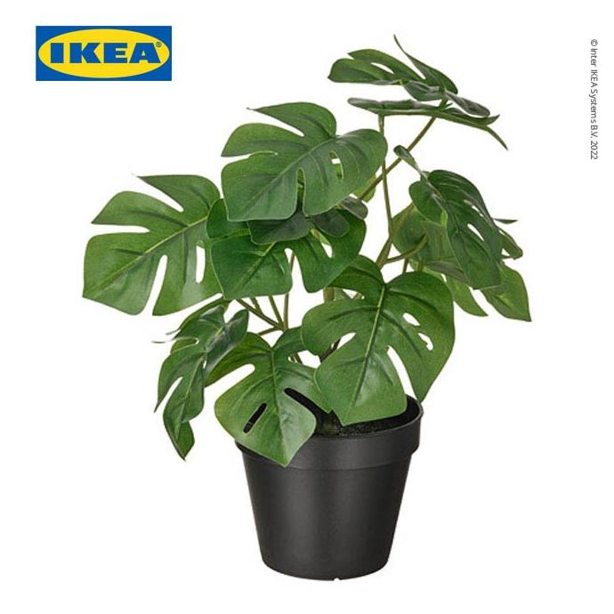 Jual Best Sales Ikea Fejka Tanaman Hias Monstera Dengan Pot 12 Cm ...